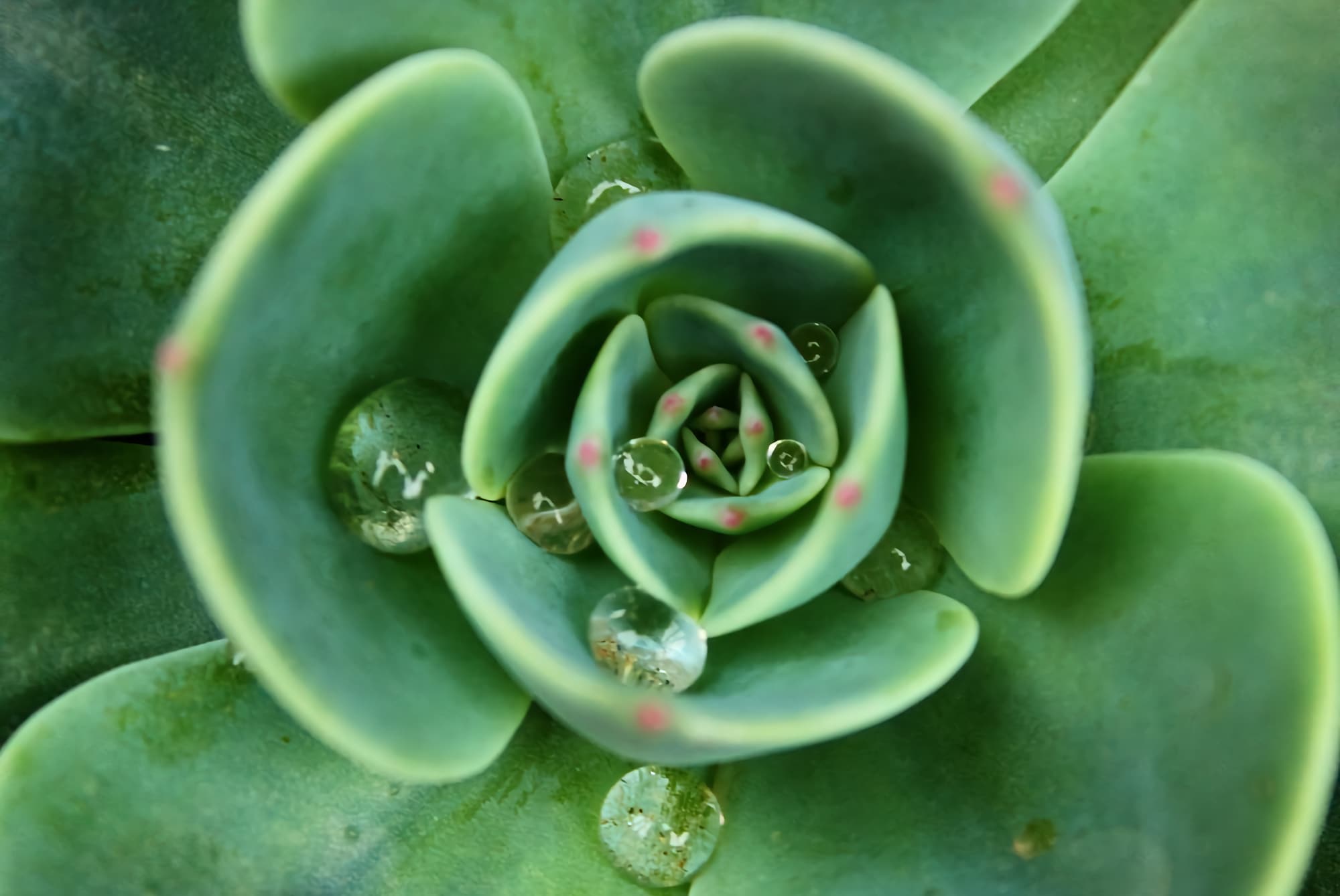 Drink cactus: cactus water is the main trend in the plant-based drinks ...